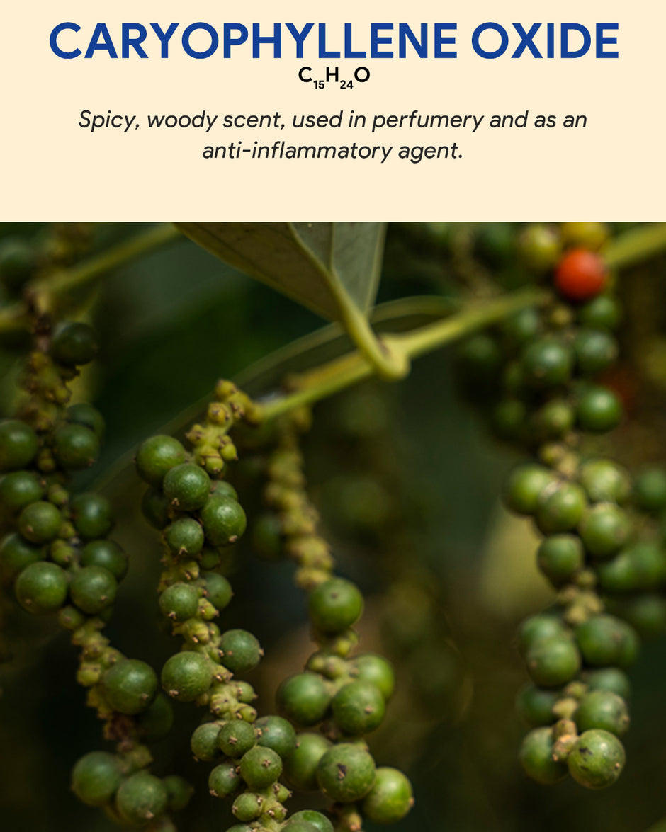 Clove Series – SBBLG