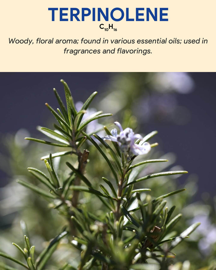 Fragrance Industry – SBBLG